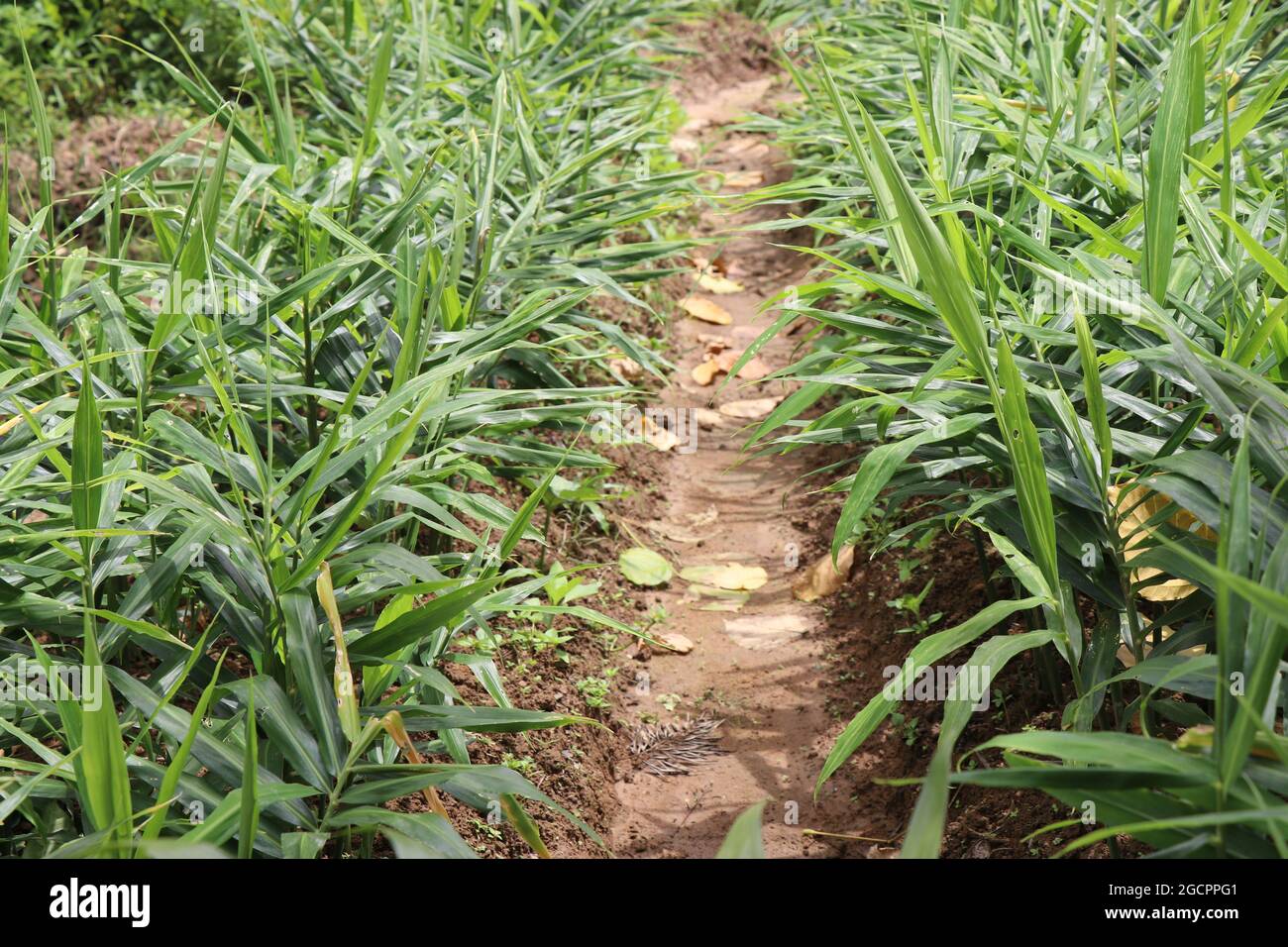 Small path between ginger growing beds, Rows of ginger plantation Stock ...