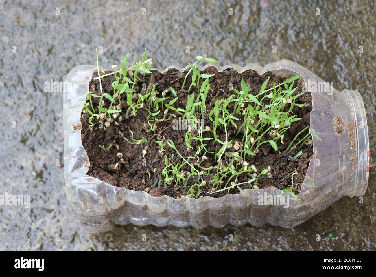 Empty plastic bottle used to plant seedlings. Recycle concept to ...