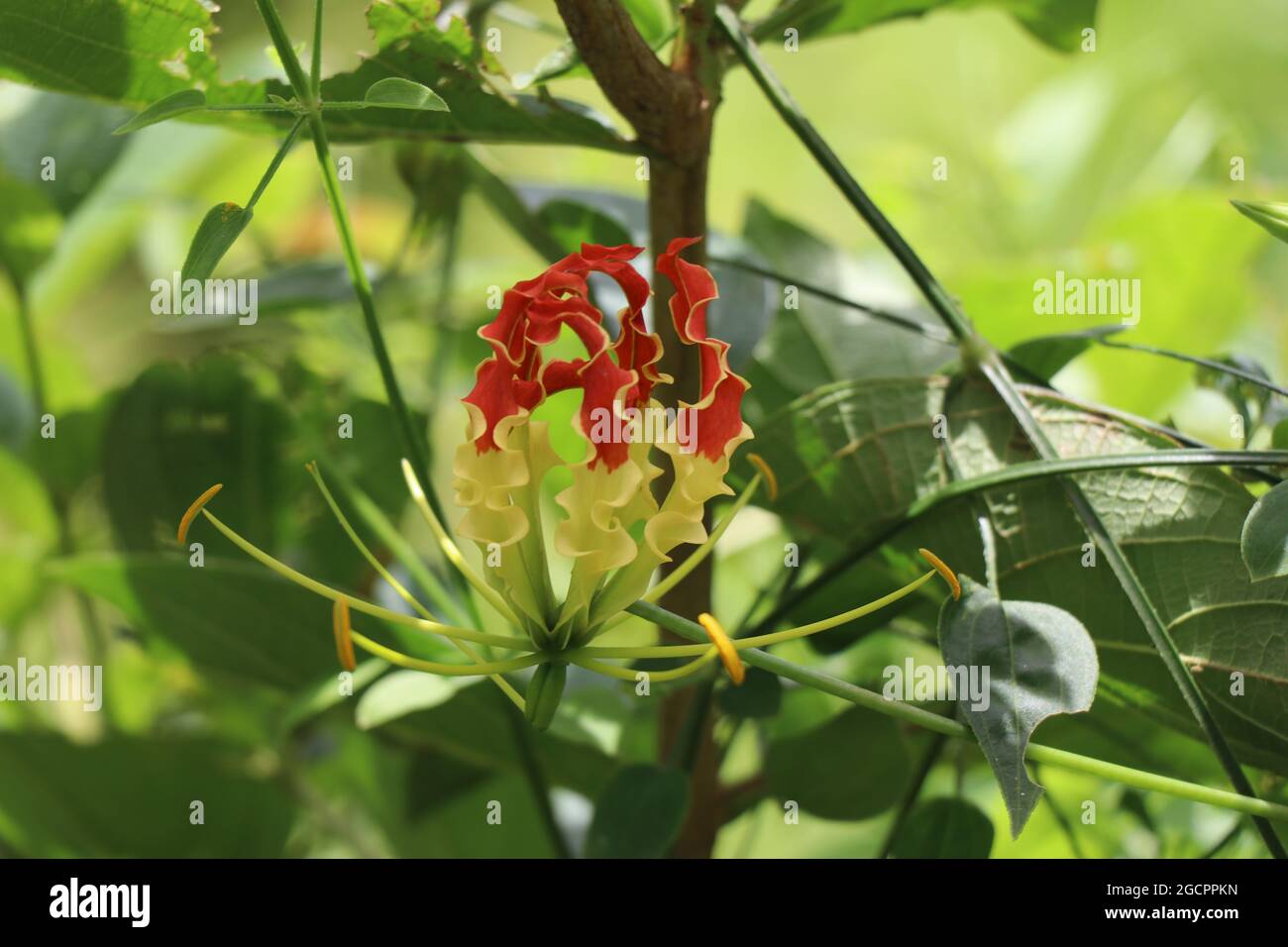 Wild flower which is a mix of yellow and red. Rare find flowers Stock ...
