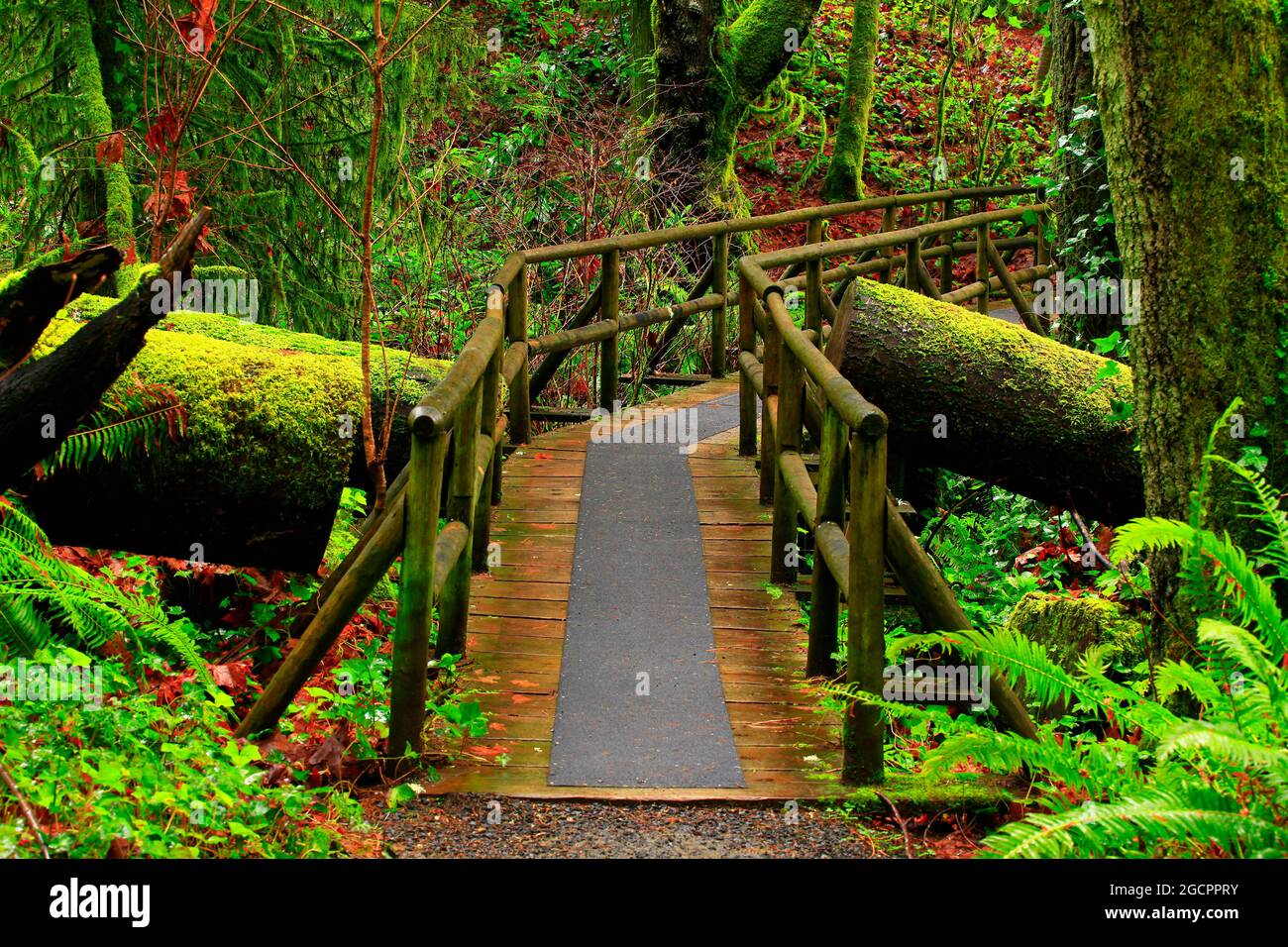 a exterior picture of an Pacific Northwest rainforest trail Stock Photo ...