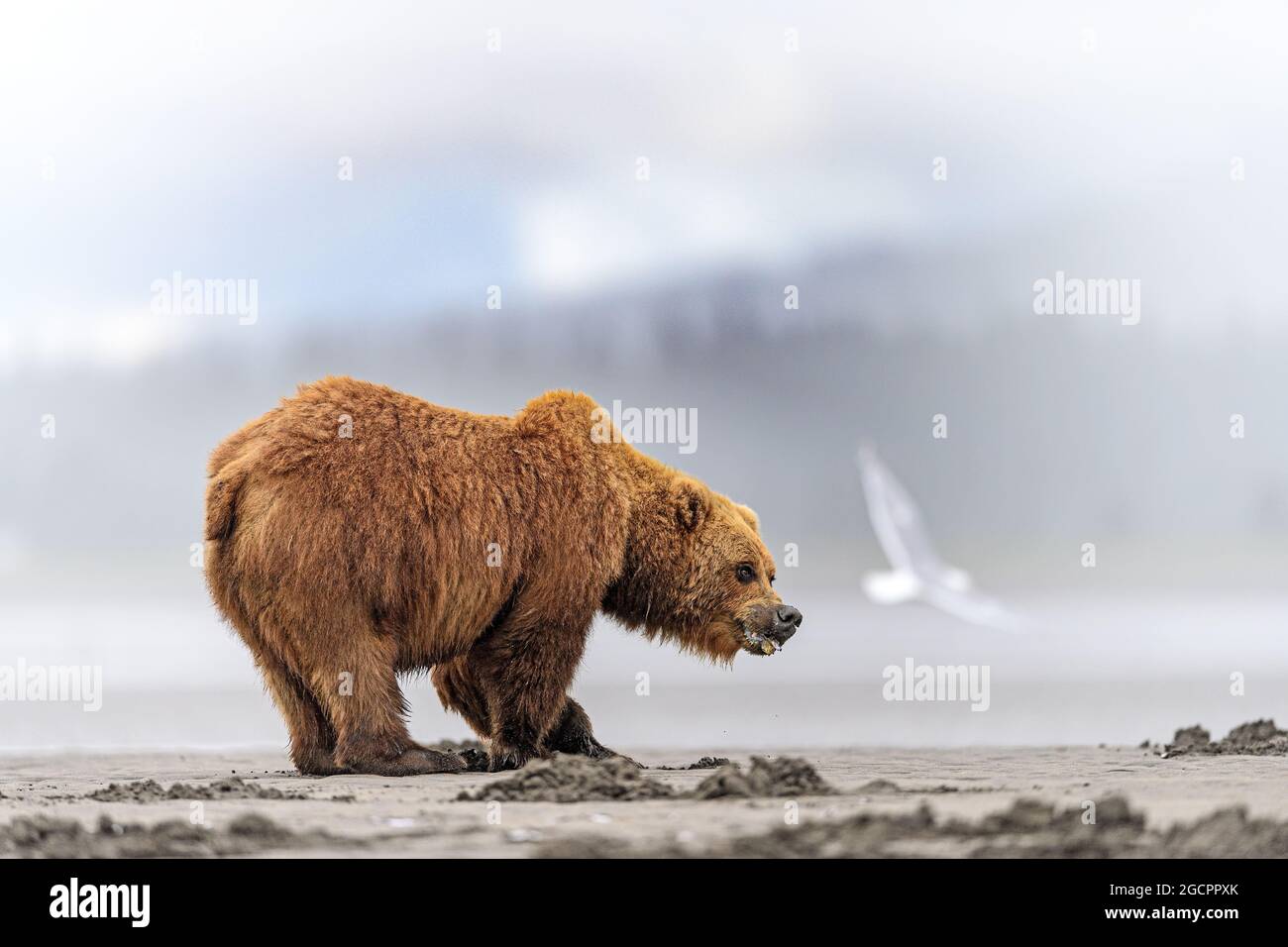 Brown bear digging for clams, Lake Clark National Park, Alaska Stock ...
