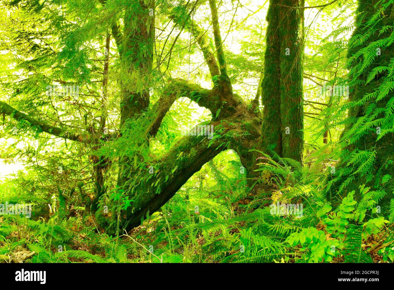 a exterior picture of an Pacific Northwest rainforest with Big leaf ...
