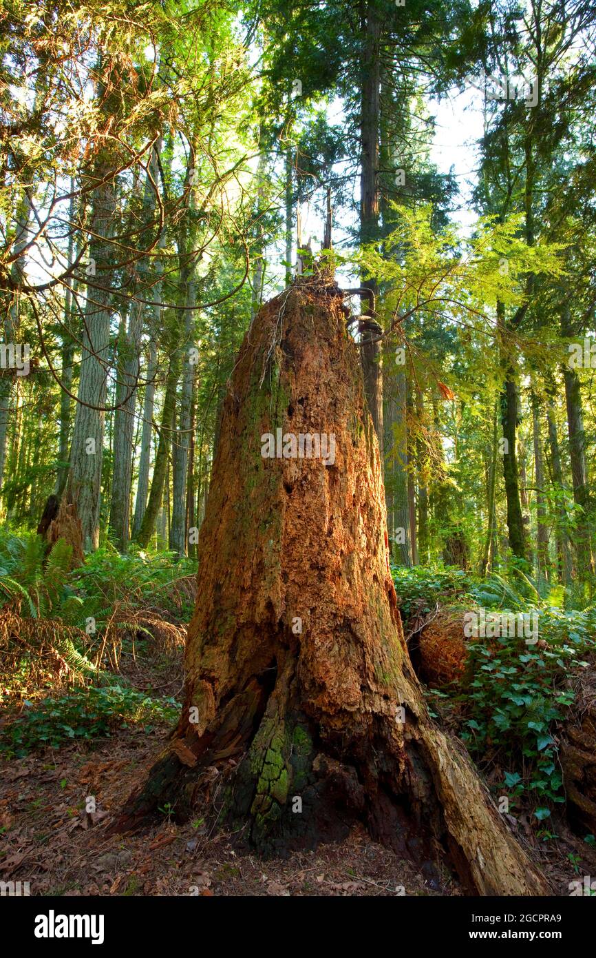 a exterior picture of an Pacific Northwest forest with Western red ...