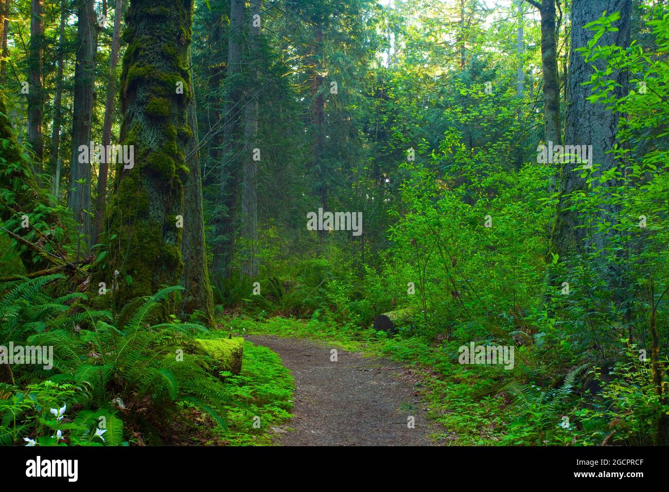 a exterior picture of an Pacific Northwest rainforest trail Stock Photo ...