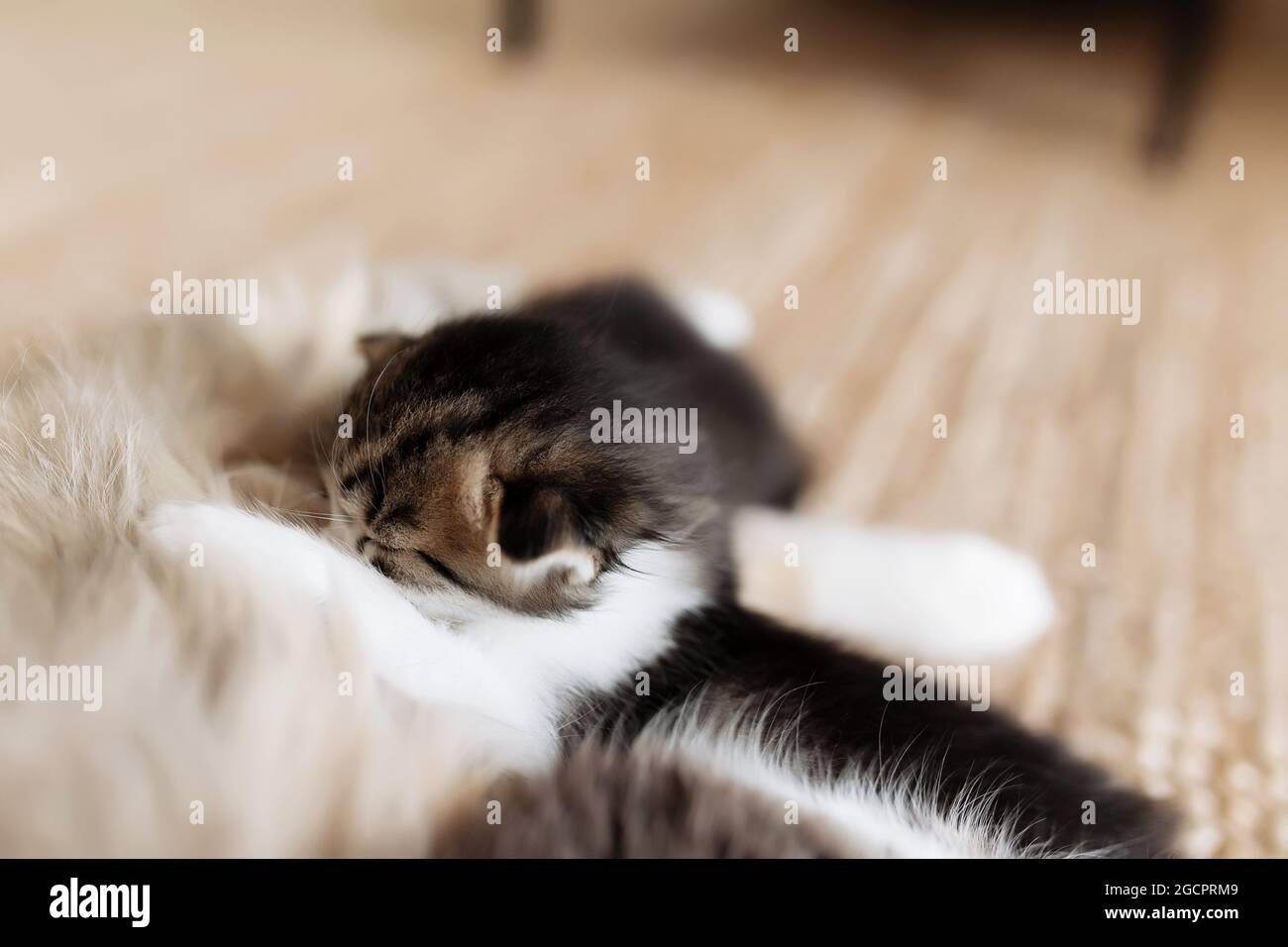 Newborn baby kittens pets mom hi-res stock photography and images - Alamy