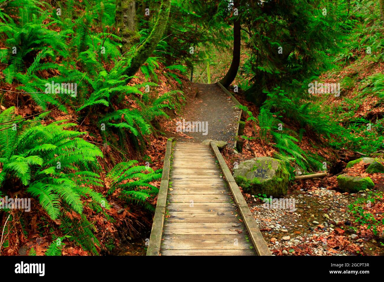 a exterior picture of an Pacific Northwest rainforest trail Stock Photo ...