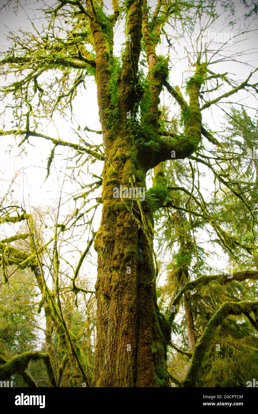a exterior picture of an Pacific Northwest rainforest Stock Photo - Alamy