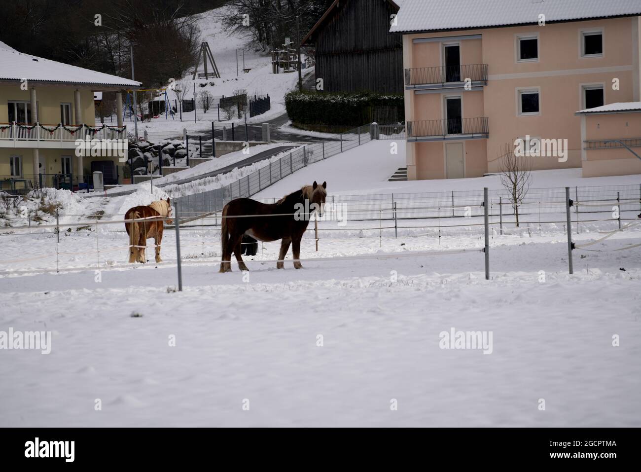 Ponies on a farm not horse hi-res stock photography and images - Alamy