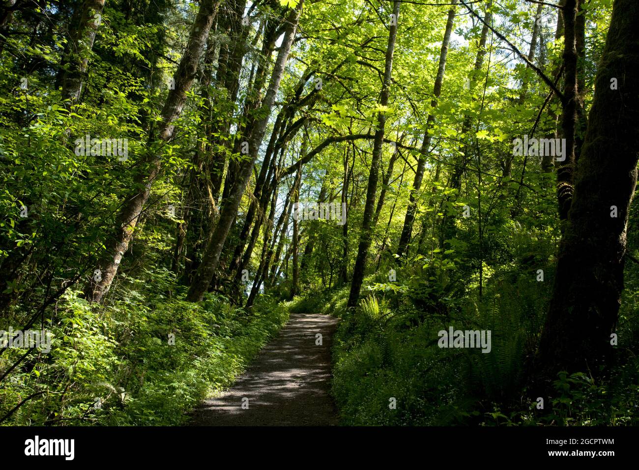 a exterior picture of an Pacific Northwest rainforest trail Stock Photo ...