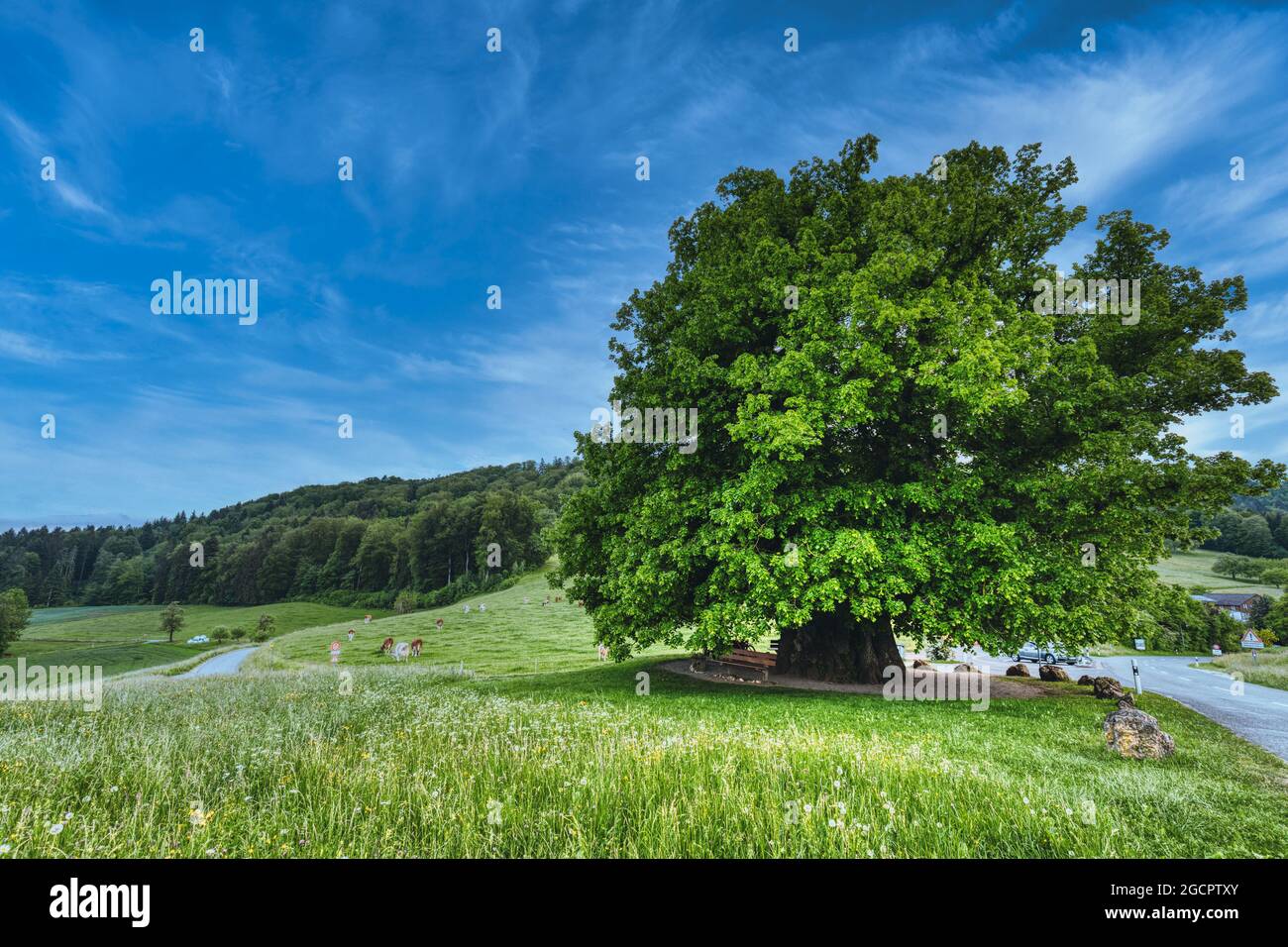 Swiss landmark, the linden tree in Linn, Canton Aargau Stock Photo - Alamy