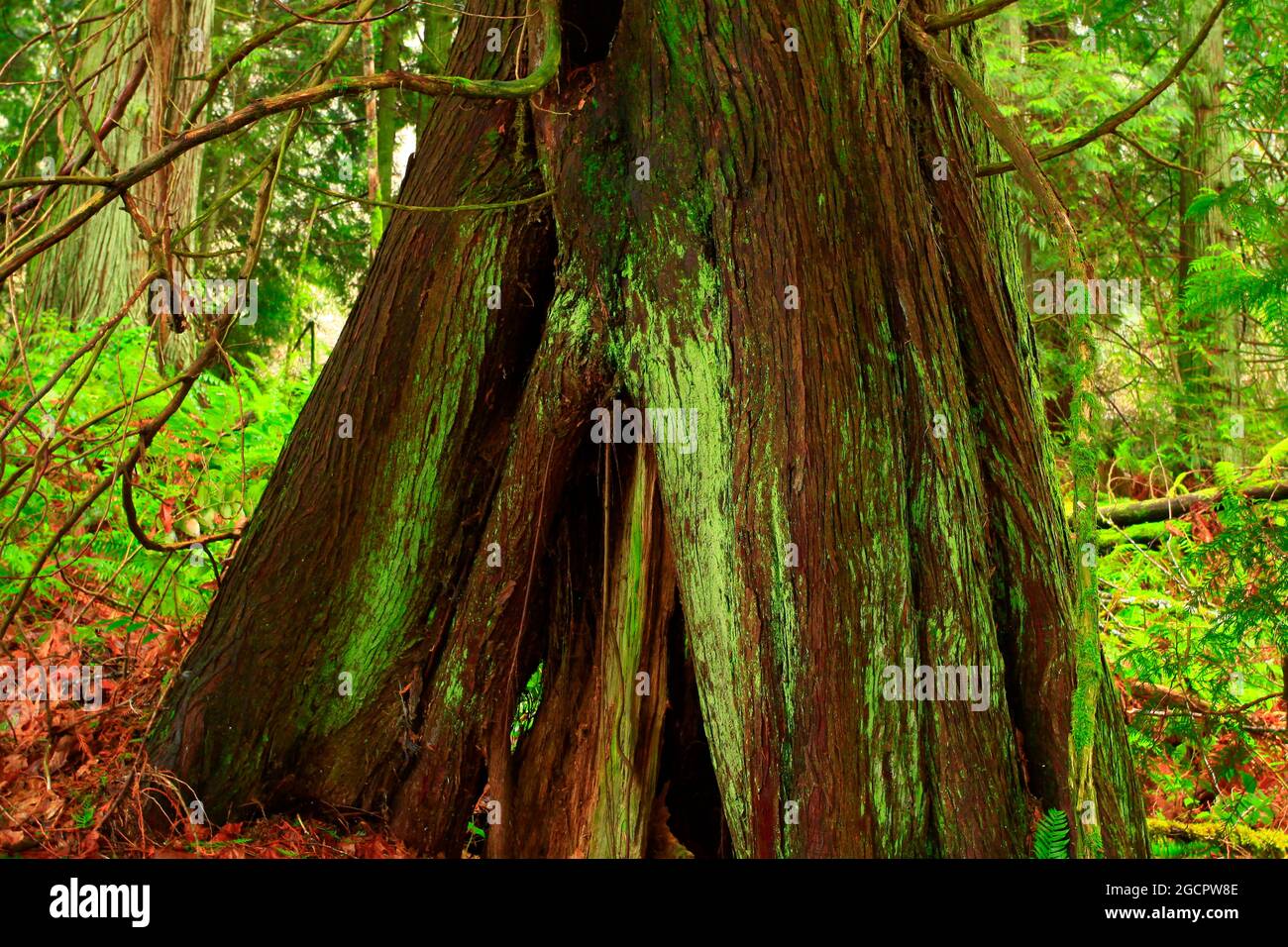 a exterior picture of an Pacific Northwest forest with Western red ...