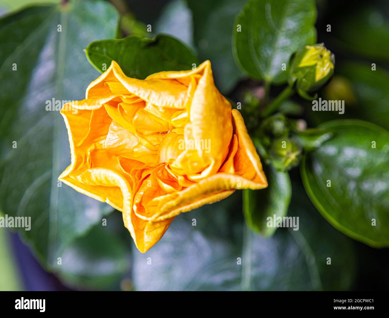 Close up to a hibiscus flower. A yellow orange hibiscus flower, just ...