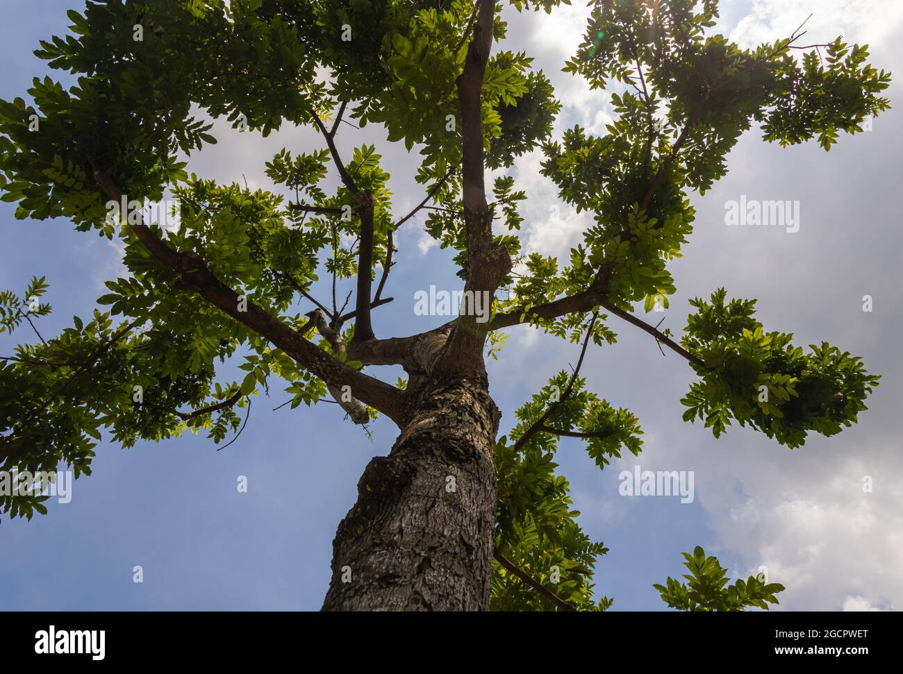 Green Jungle Tree against blue sky, with some withe clouds . Nature ...