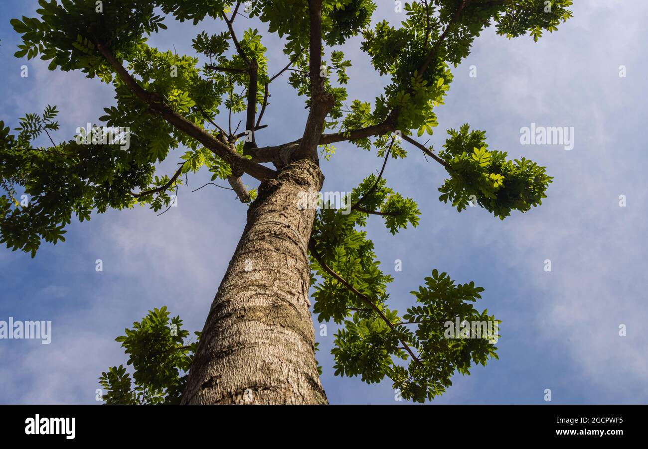 Green Jungle Tree against blue sky, with some withe clouds . Nature ...