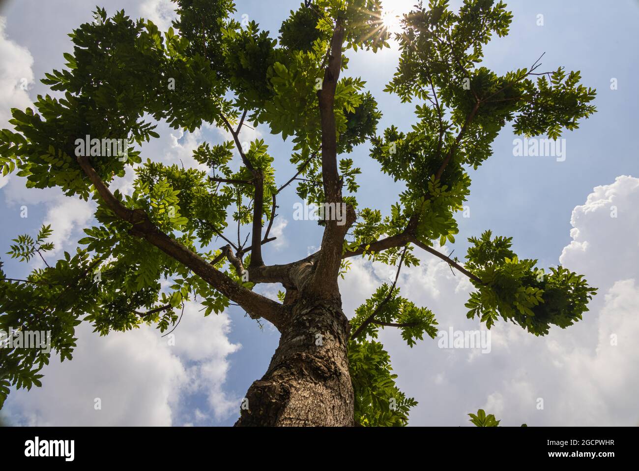 Green Jungle Tree against blue sky, with some withe clouds . Nature ...