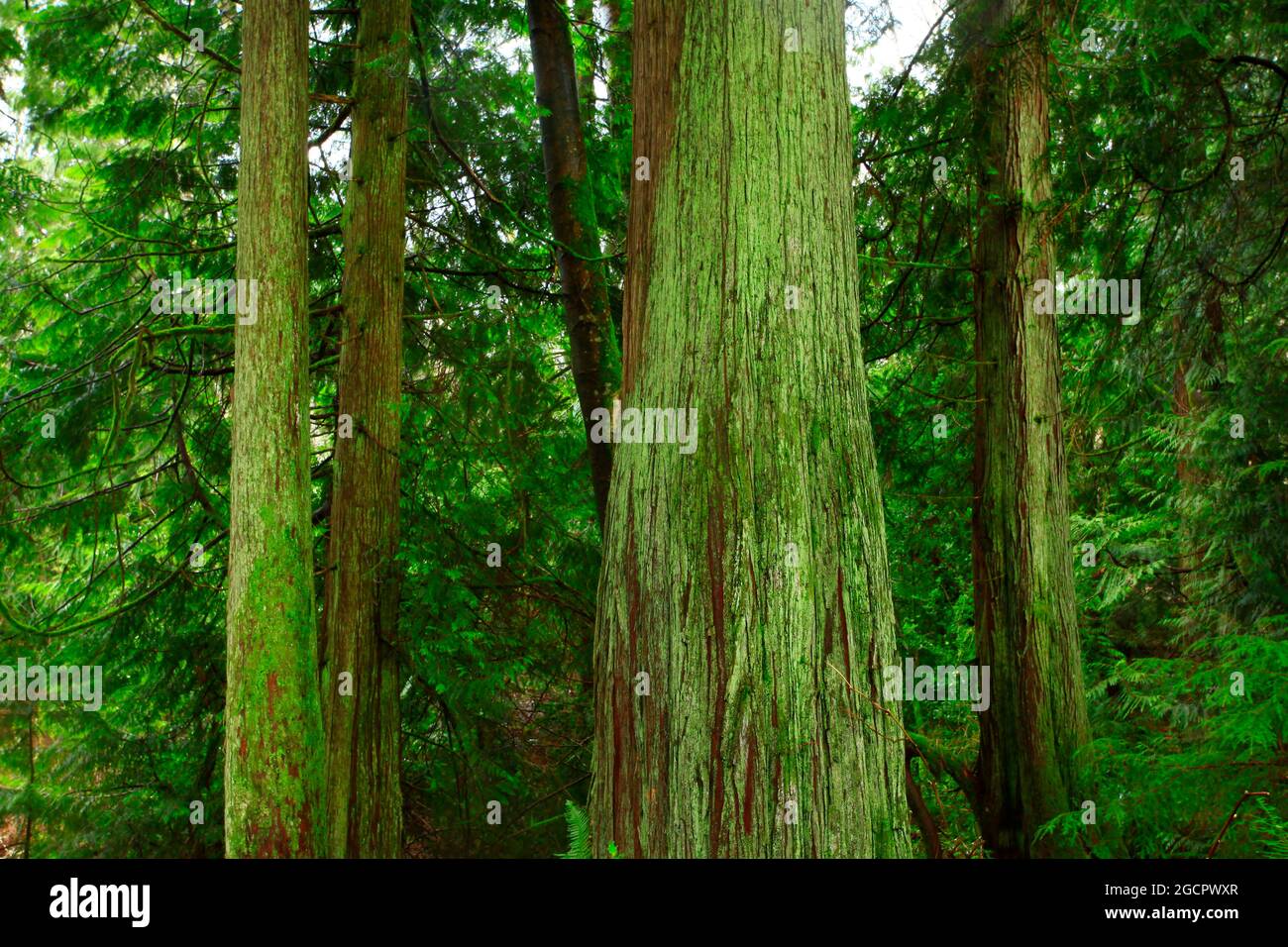 a exterior picture of an Pacific Northwest forest with Western red ...