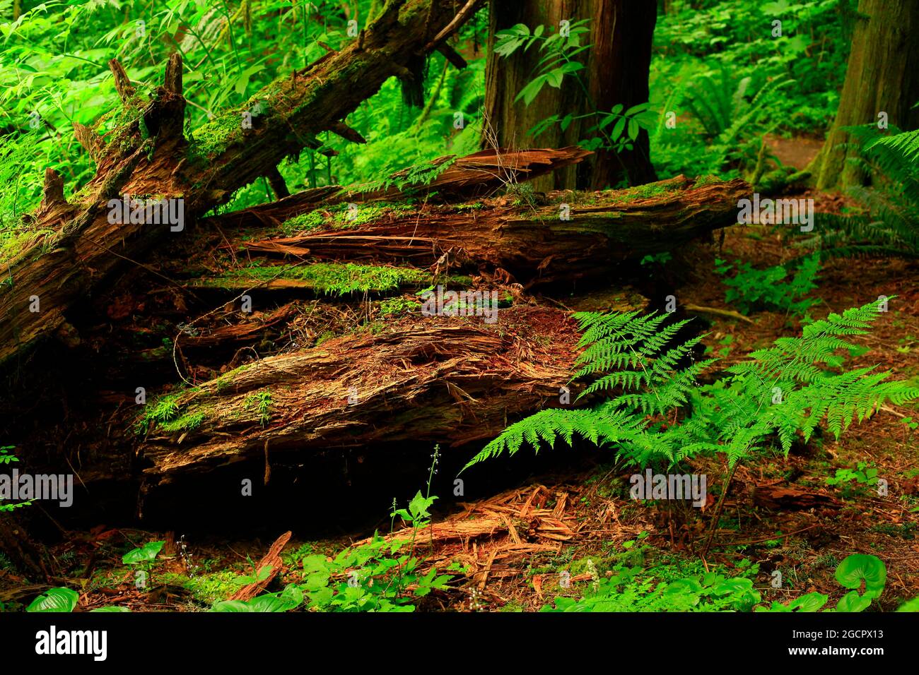 a exterior picture of an Pacific Northwest forest with Fallen conifer ...