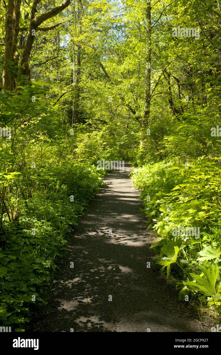 a exterior picture of an Pacific Northwest rainforest trail Stock Photo ...