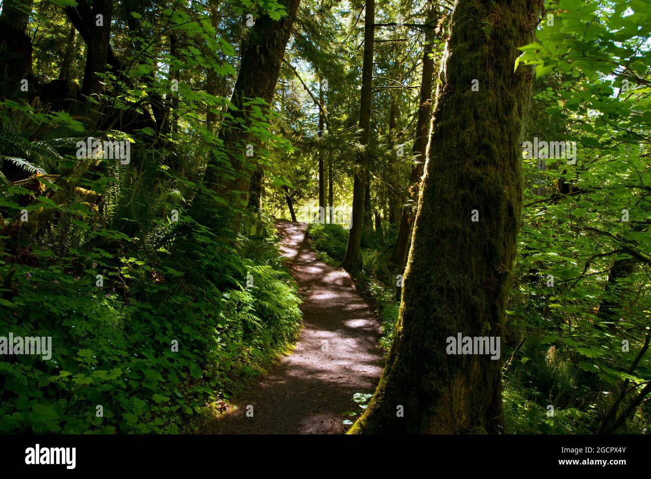 a exterior picture of an Pacific Northwest rainforest trail Stock Photo ...