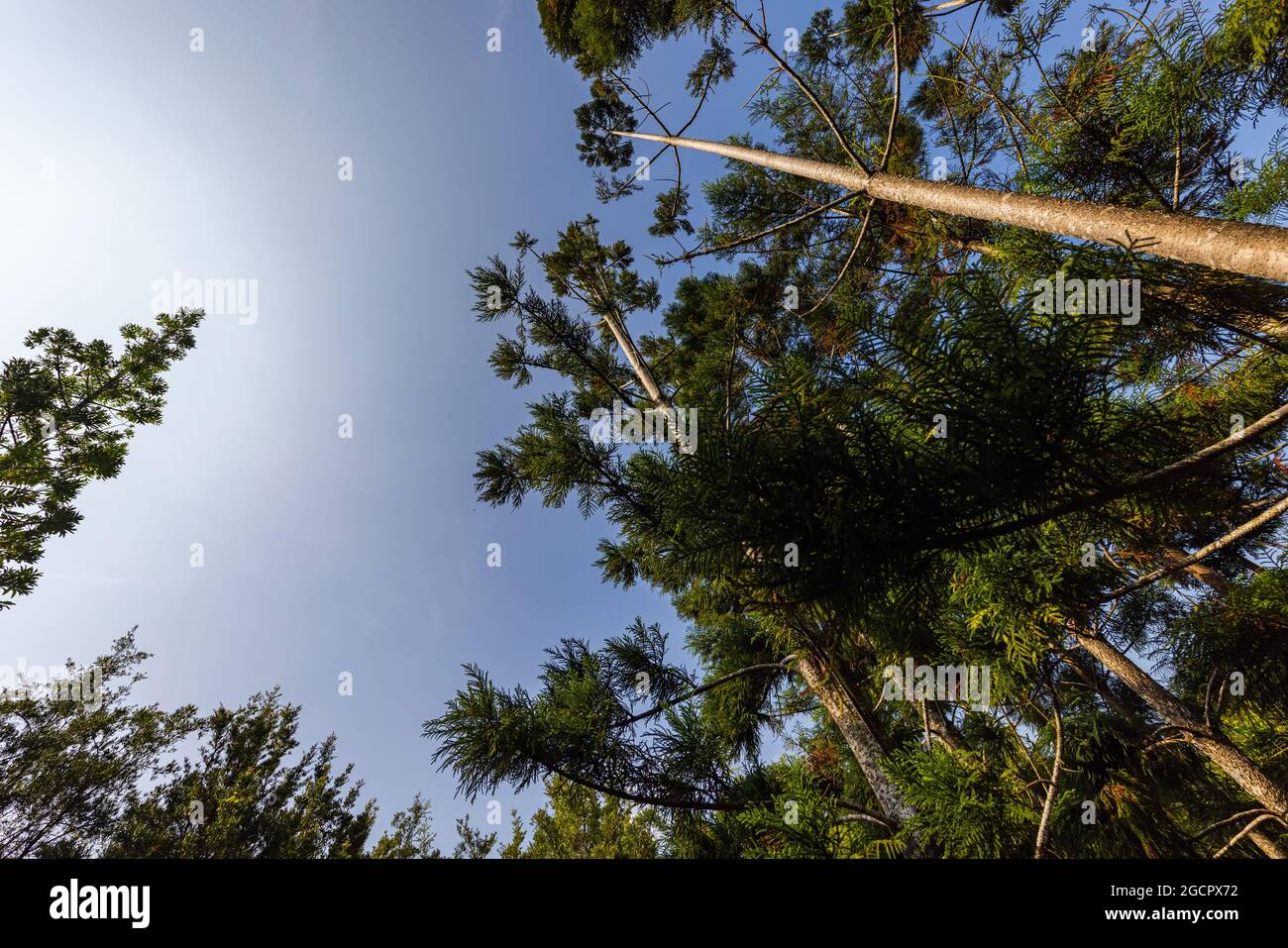Pine tree in malaysia hi-res stock photography and images - Alamy