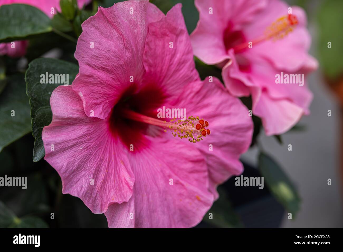 Close up to a violet hibiscus flower. A pink hibiscus in a malaysian ...