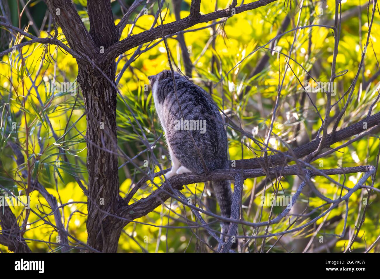 Little Kitten clim on a branch in the tree. Adorable cat in the trees ...