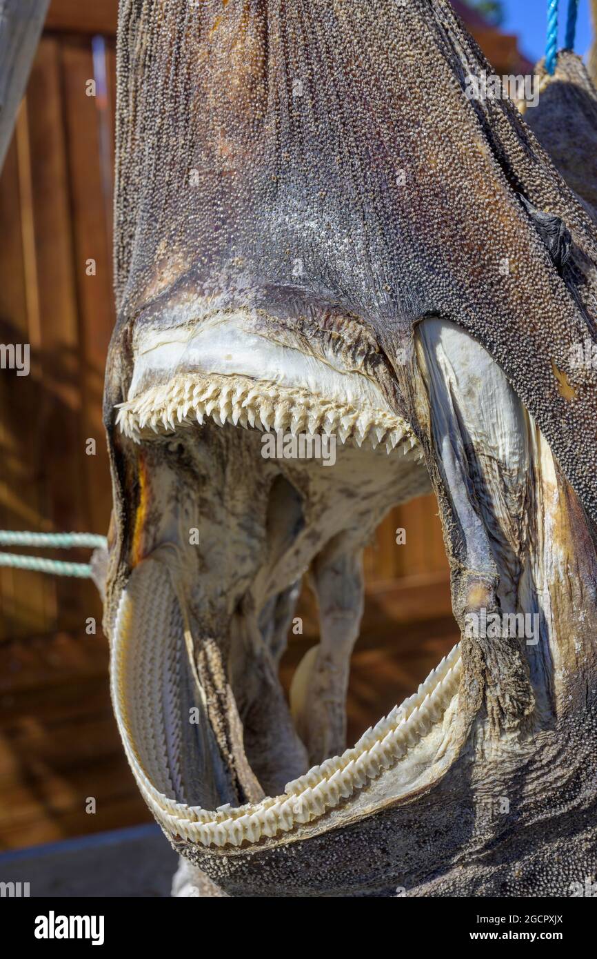 Shark bite hi-res stock photography and images - Alamy