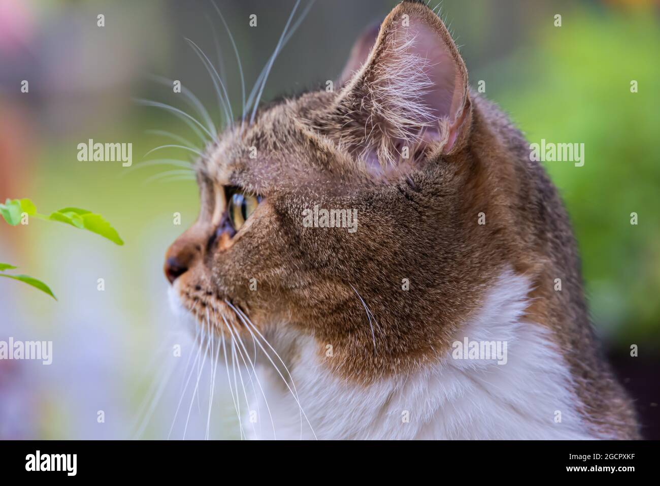Adult female cat, lying in the sun in the back yard on the meadow in ...