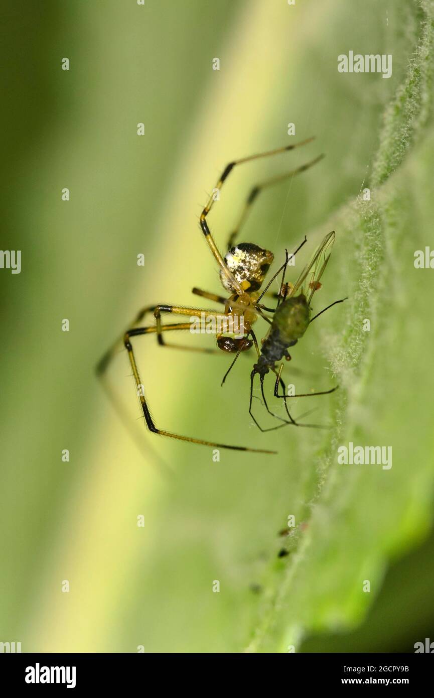 Weaver linyphia triangularis hi-res stock photography and images - Alamy