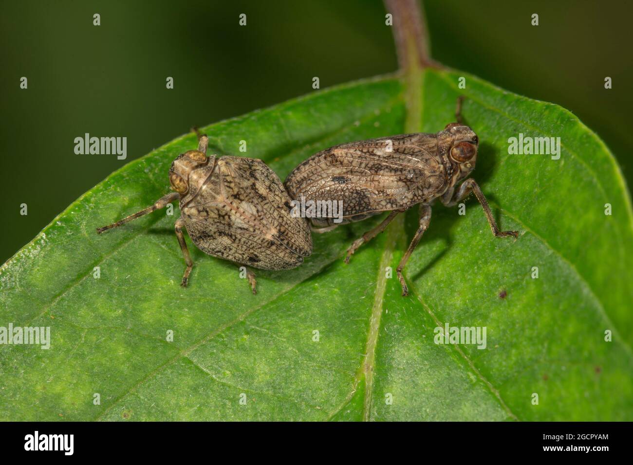 Issus coleoptratus (Issus coleoptratus) Pair of animals on a leaf ...
