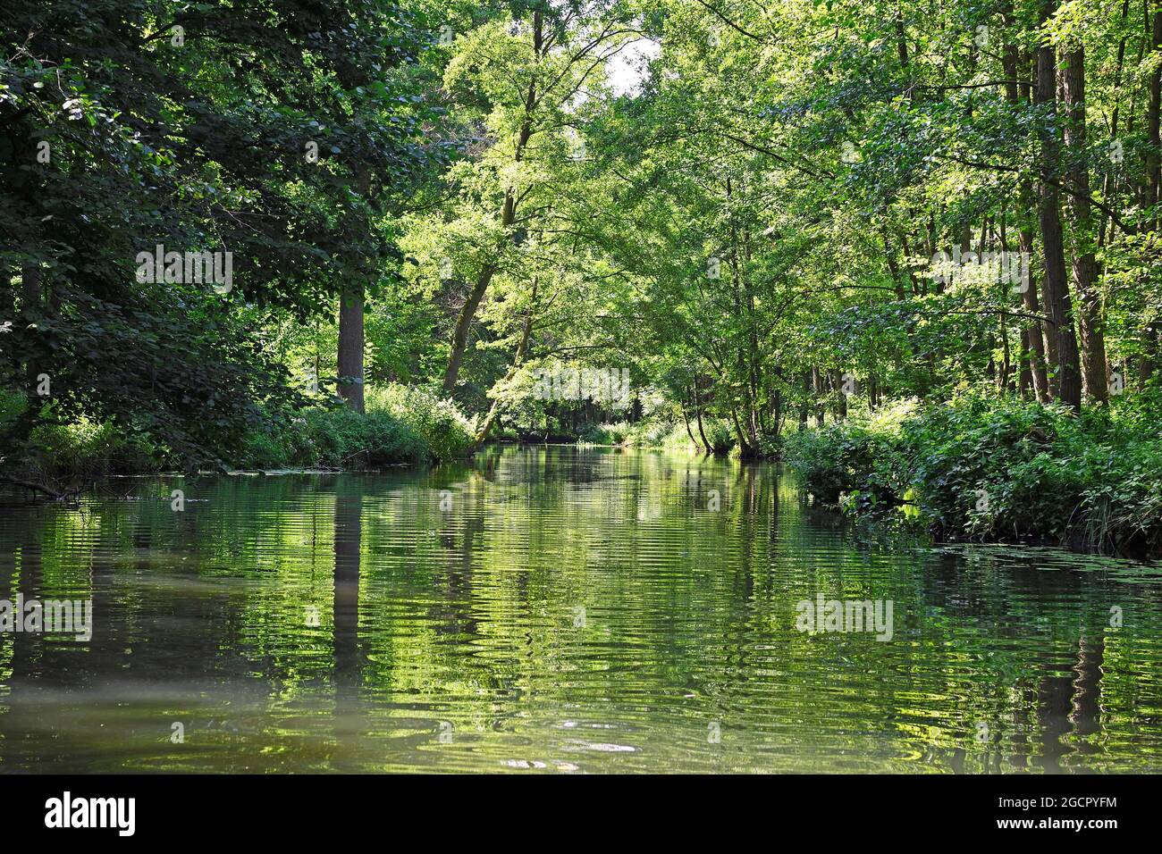 Idyllic rivers and arms of the river Spree, Spreewald near Schlepzig ...