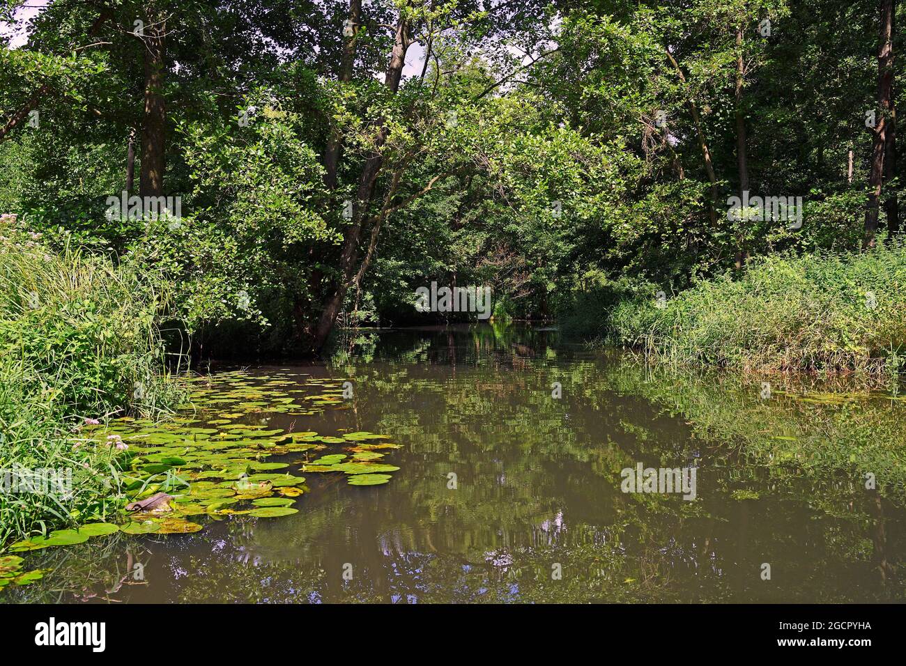 Idyllic rivers and arms of the river Spree, Spreewald near Schlepzig ...