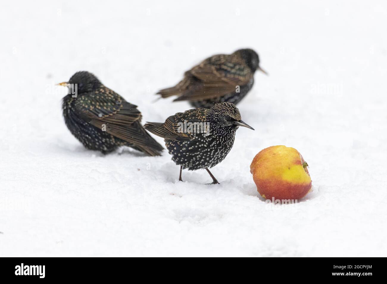 Common starling (Sturnus vulgaris) feeding on apple, Germany Stock ...
