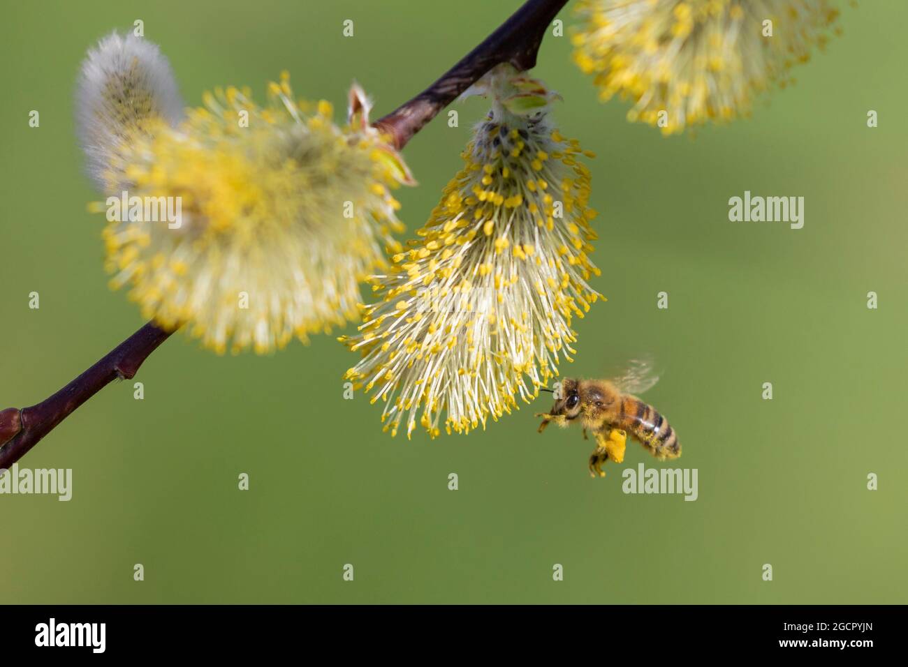 Honey bee flying at willow catkins, Germany Stock Photo - Alamy