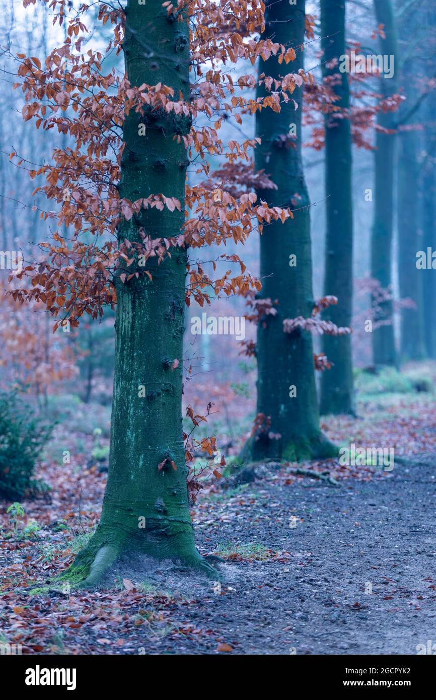 Beech tree trunks hi-res stock photography and images - Alamy