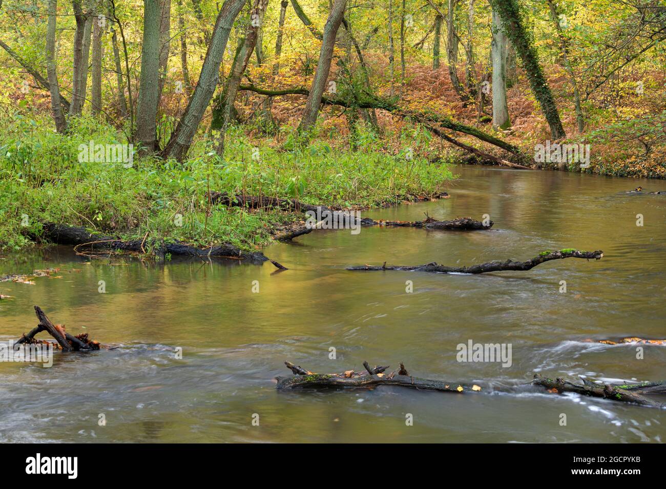Autumn on the Schwalm, Swalmen, Netherlands Stock Photo - Alamy