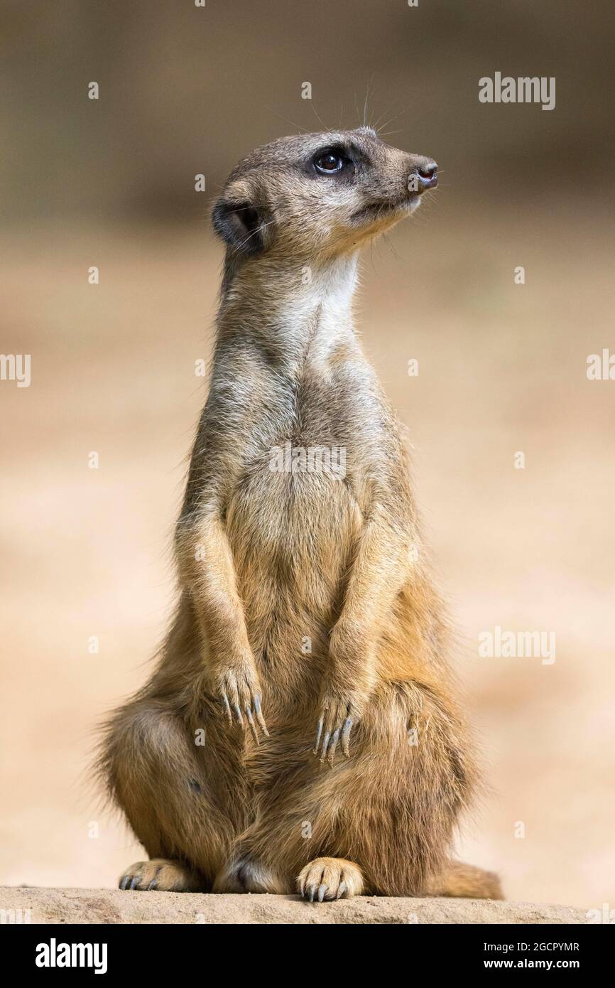 Attentive guardian hi-res stock photography and images - Alamy