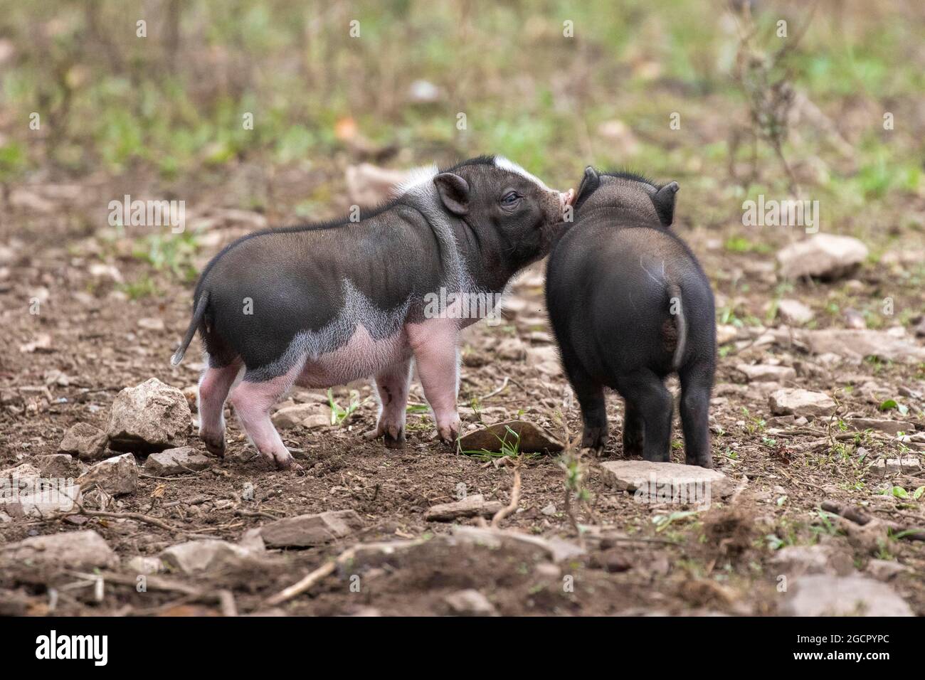 Young pot-bellied pigs, Vietnamese pot-bellied pigs, Germany Stock ...