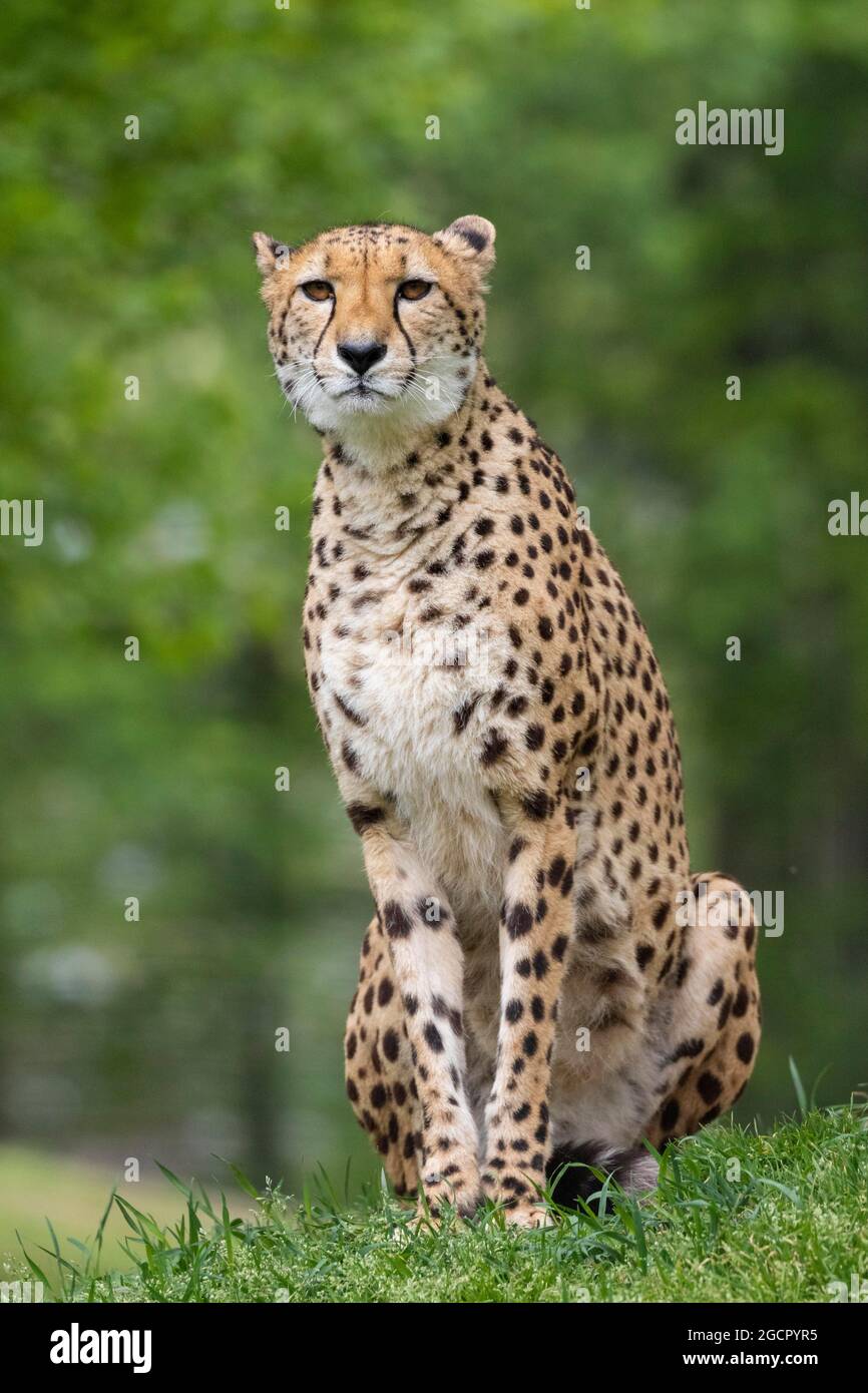 Cheetah and leopard hi-res stock photography and images - Alamy