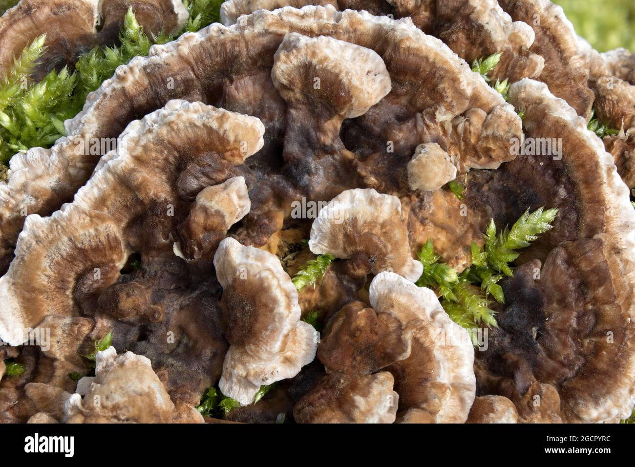 Tree fungus on root trunk, Germany Stock Photo - Alamy