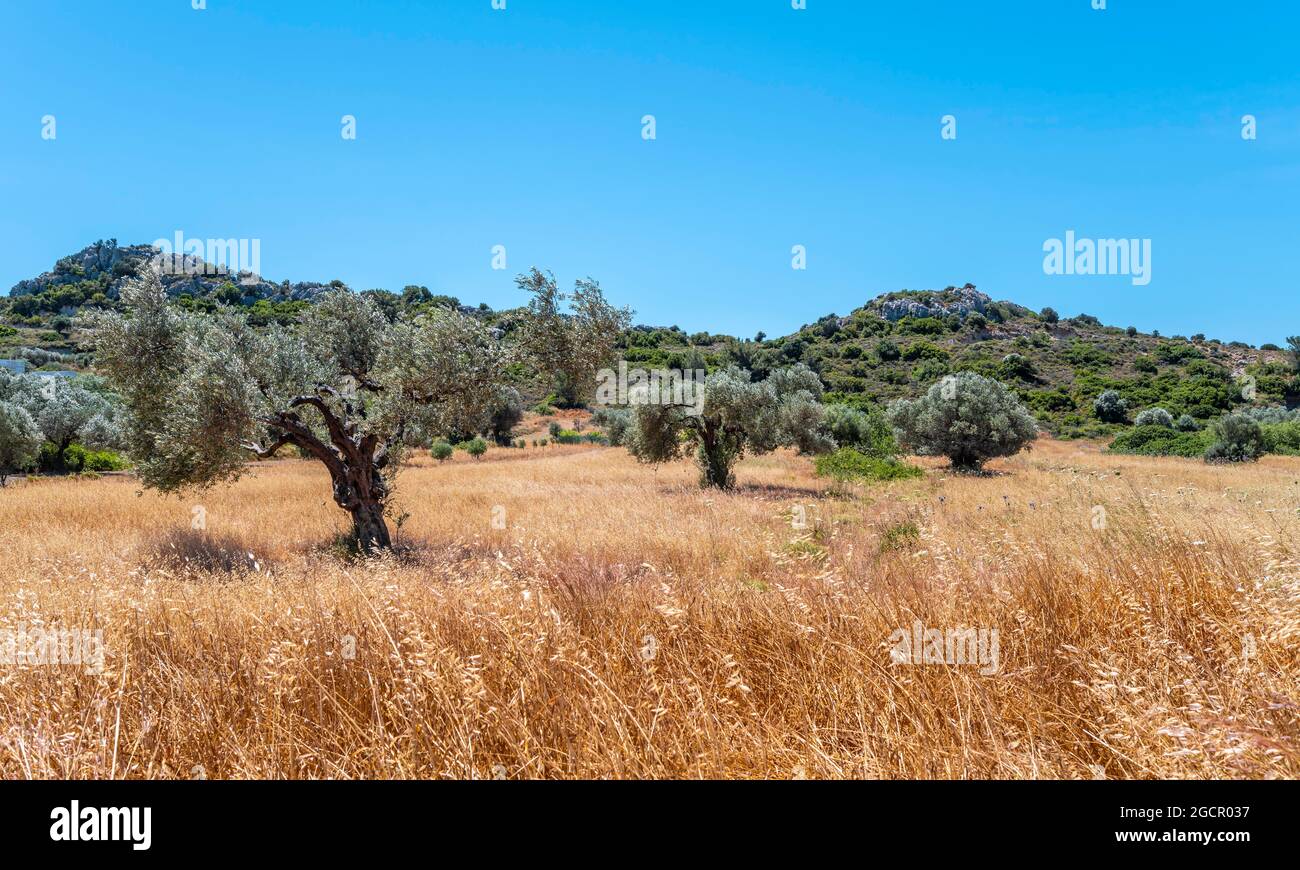 Olive trees in a meadow with dry grass, Rhodes, Dodecanese, Greece ...