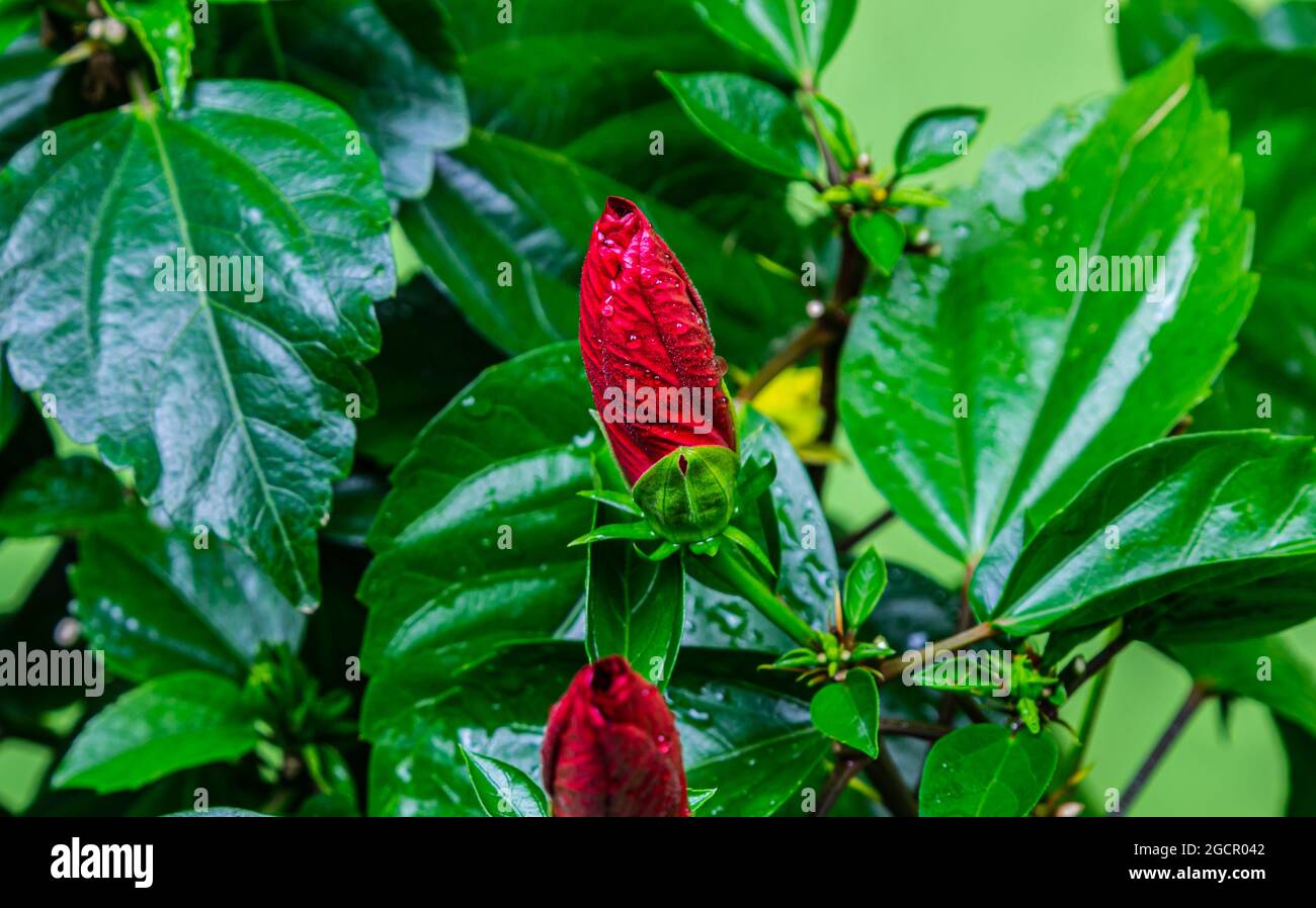Close up to a hibiscus flower. A red hibiscus flower, during opening ...