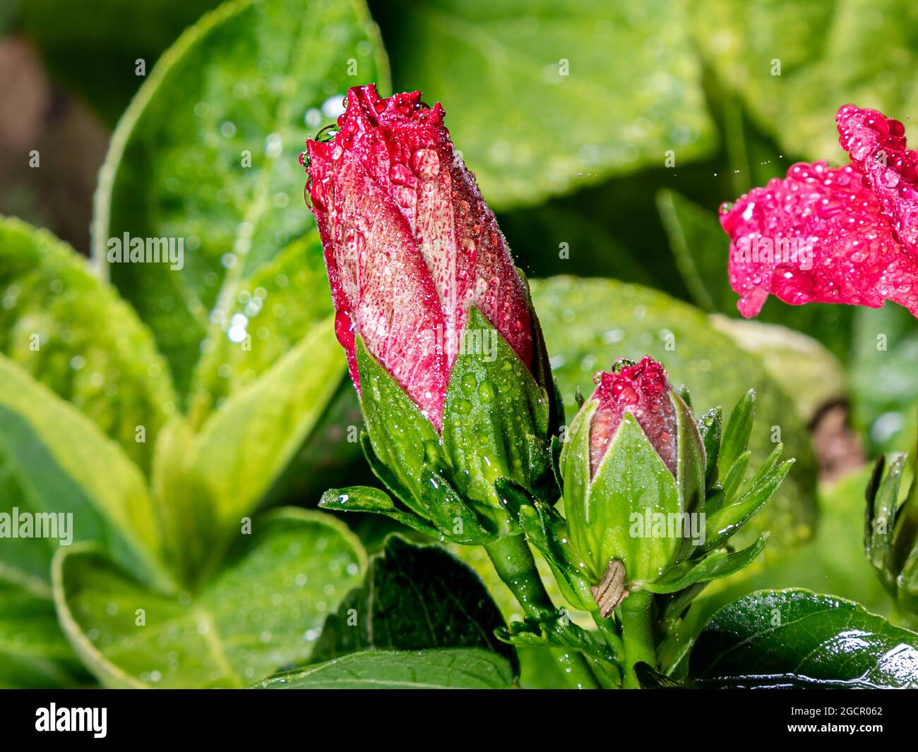 Close up to a hibiscus flower. A red hibiscus flower, during opening ...