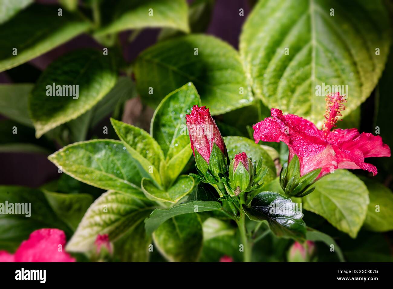 Close up to a hibiscus flower. A red hibiscus flower, during opening ...
