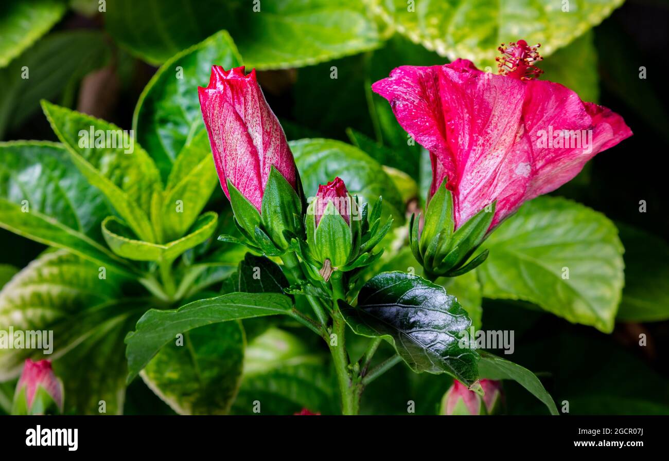 Close up to a hibiscus flower. A red hibiscus flower, during opening ...