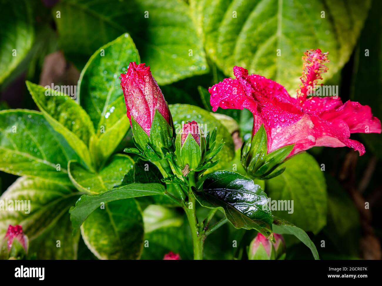 Close up to a hibiscus flower. A red hibiscus flower, during opening ...