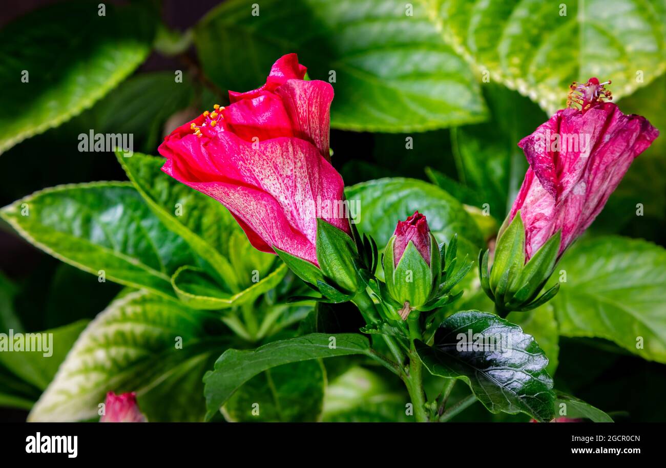 Close up to a hibiscus flower. A red hibiscus flower, during opening ...