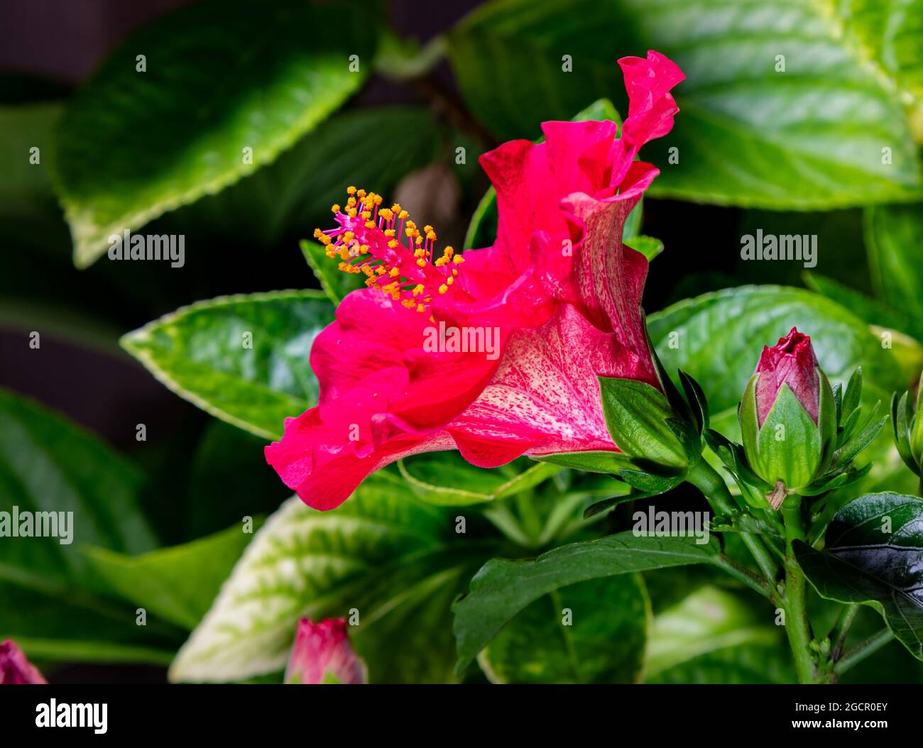Close up to a hibiscus flower. A red hibiscus flower, during opening ...