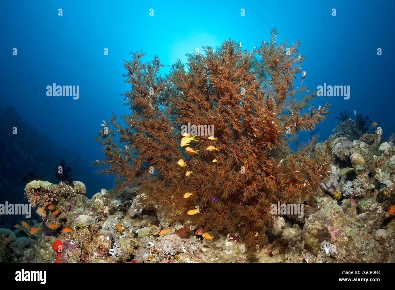 Bushy Black Coral (Anthipades) on reef top with Red Sea Red Sea Basslet ...