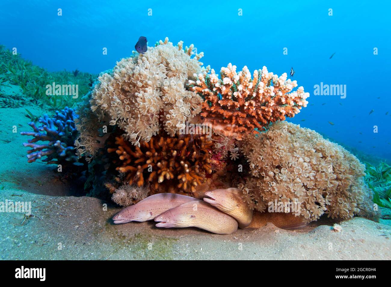 Geometric Moray (Gymnothorax griseus), also spotted moray eel, three ...